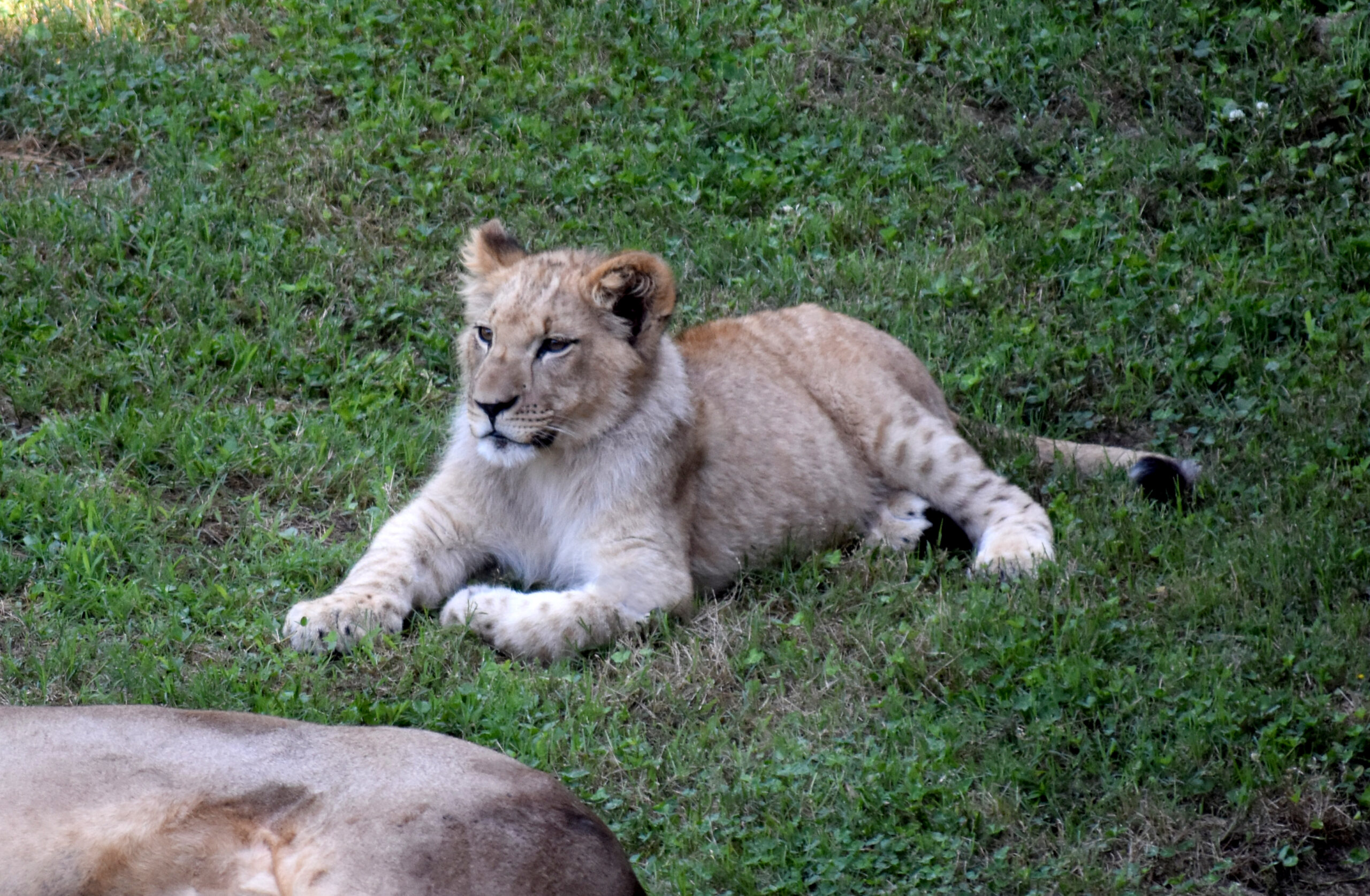 Visit the Virginia Zoo Animals Today!