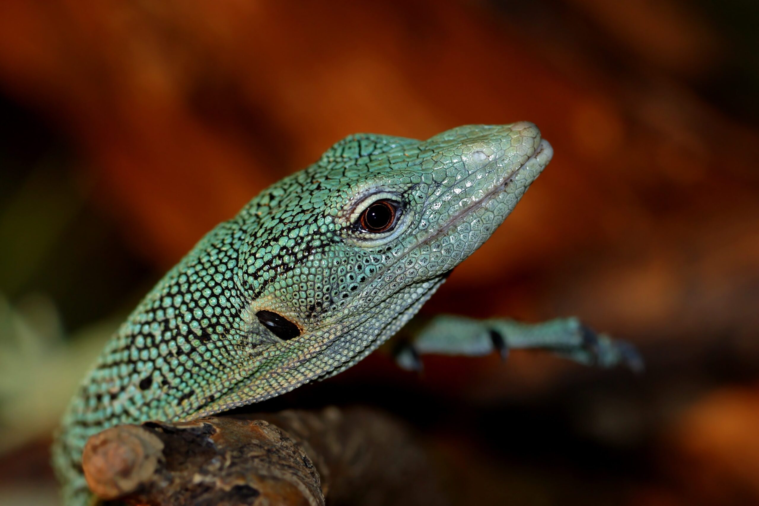 Visit the Virginia Zoo Animals Today!