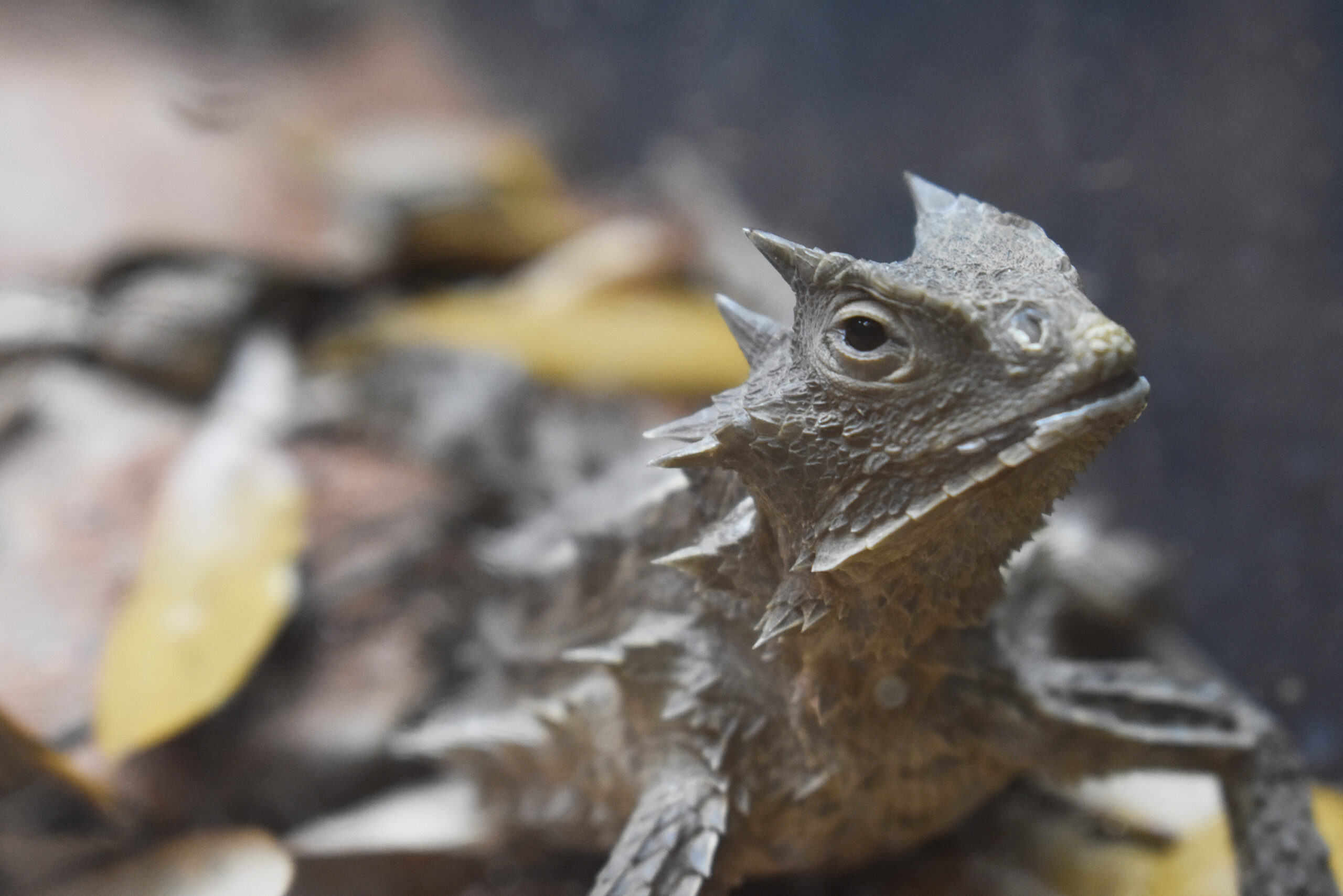 Visit the Virginia Zoo Animals Today!