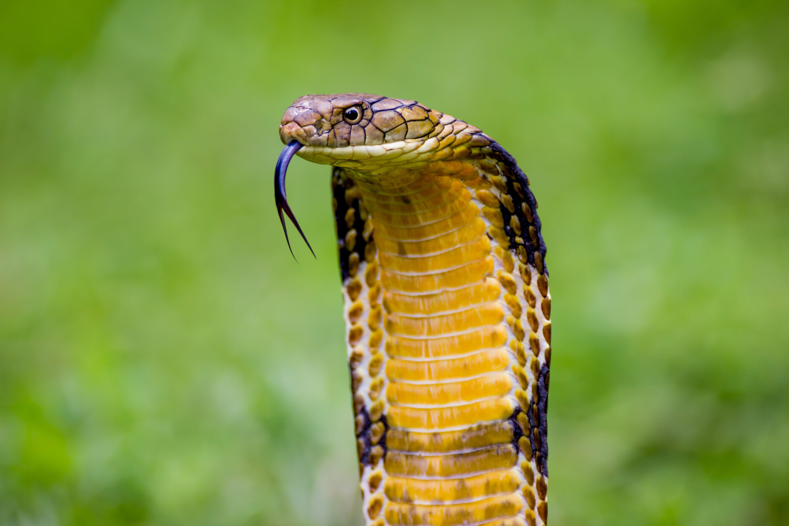 Visit the Virginia Zoo Animals Today!