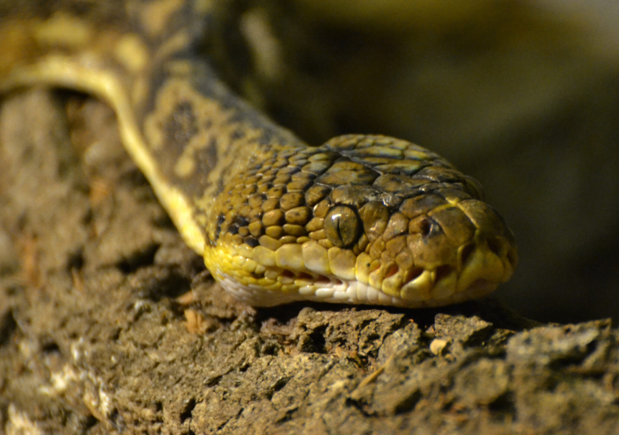 Visit the Virginia Zoo Animals Today!