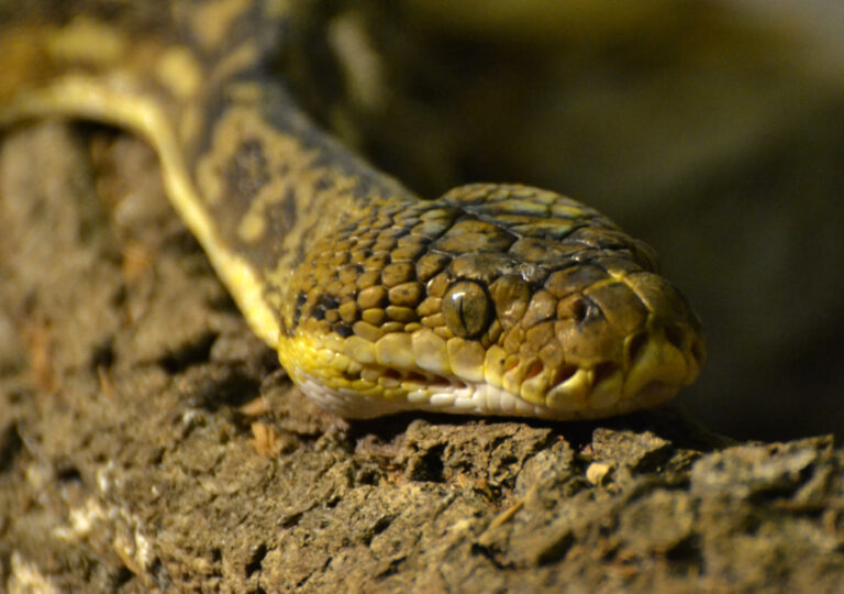 Visit the Virginia Zoo Animals Today!