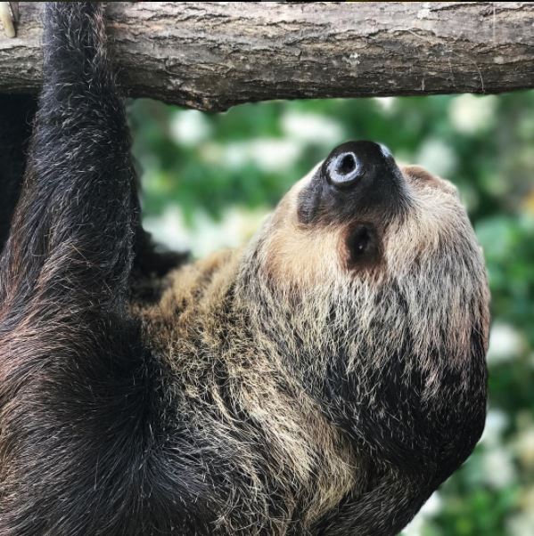 Visit the Virginia Zoo Animals Today!