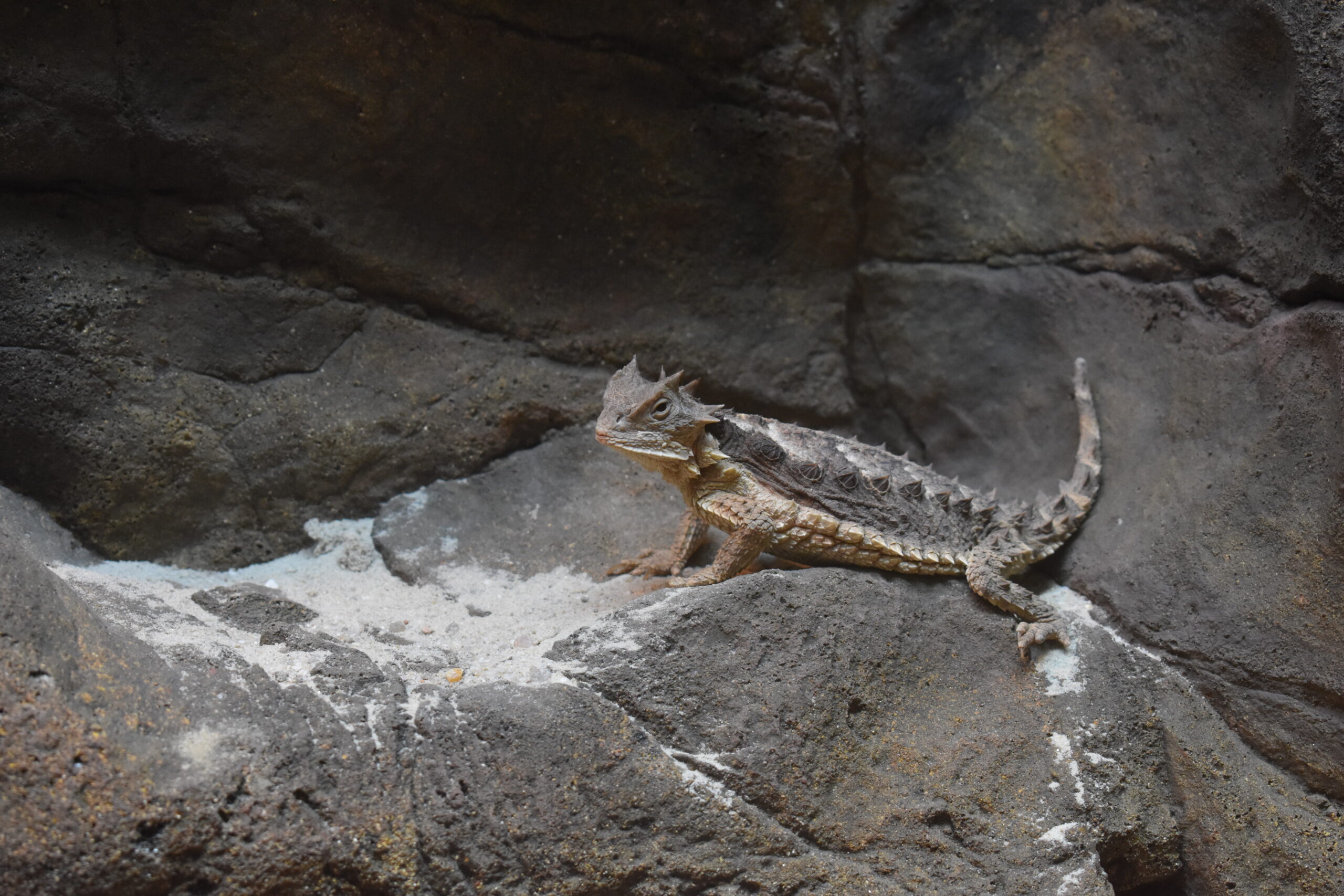 Giant Horned Lizard - Virginia Zoo