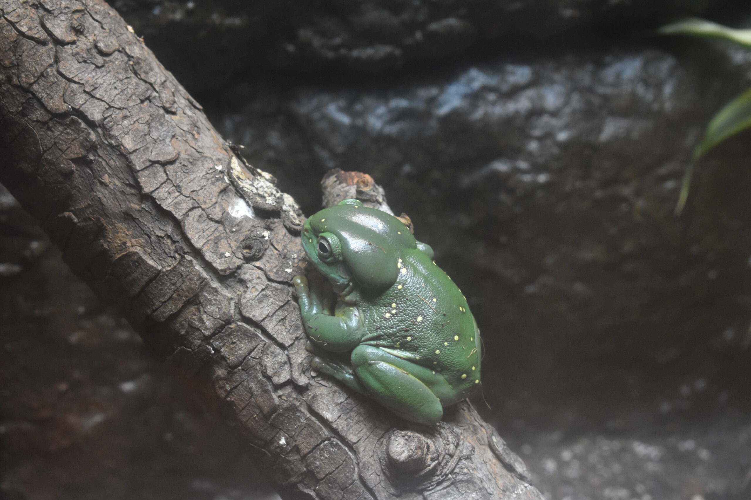 Visit the Virginia Zoo Animals Today!