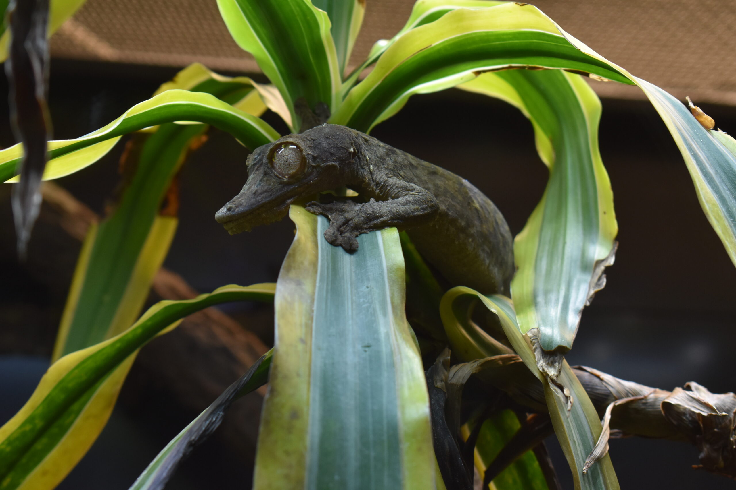 Henkel’s Leaf-Tailed Gecko - Virginia Zoo