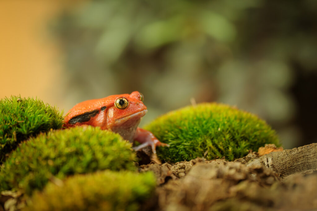 Visit the Virginia Zoo Animals Today!