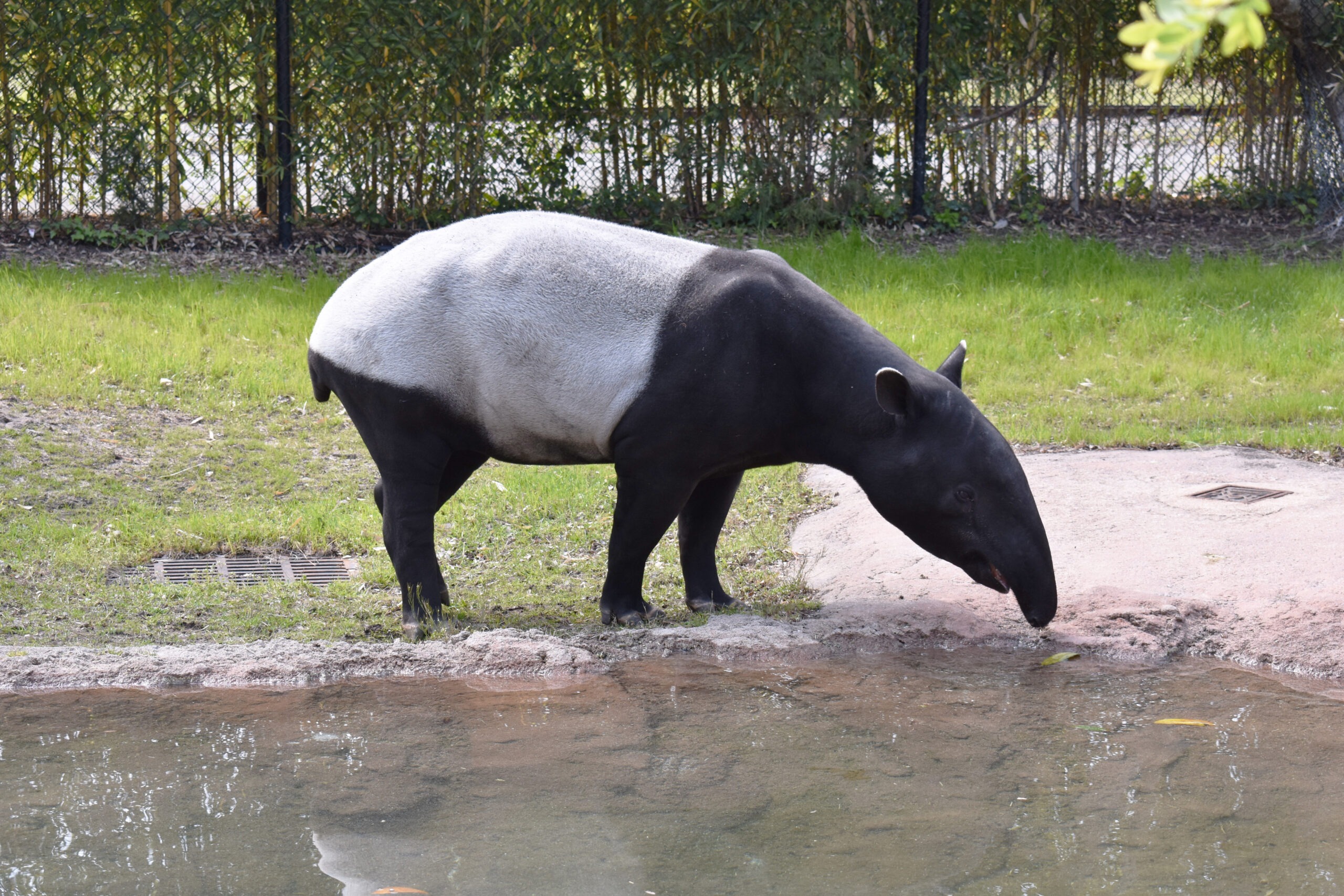 Visit the Virginia Zoo Animals Today!