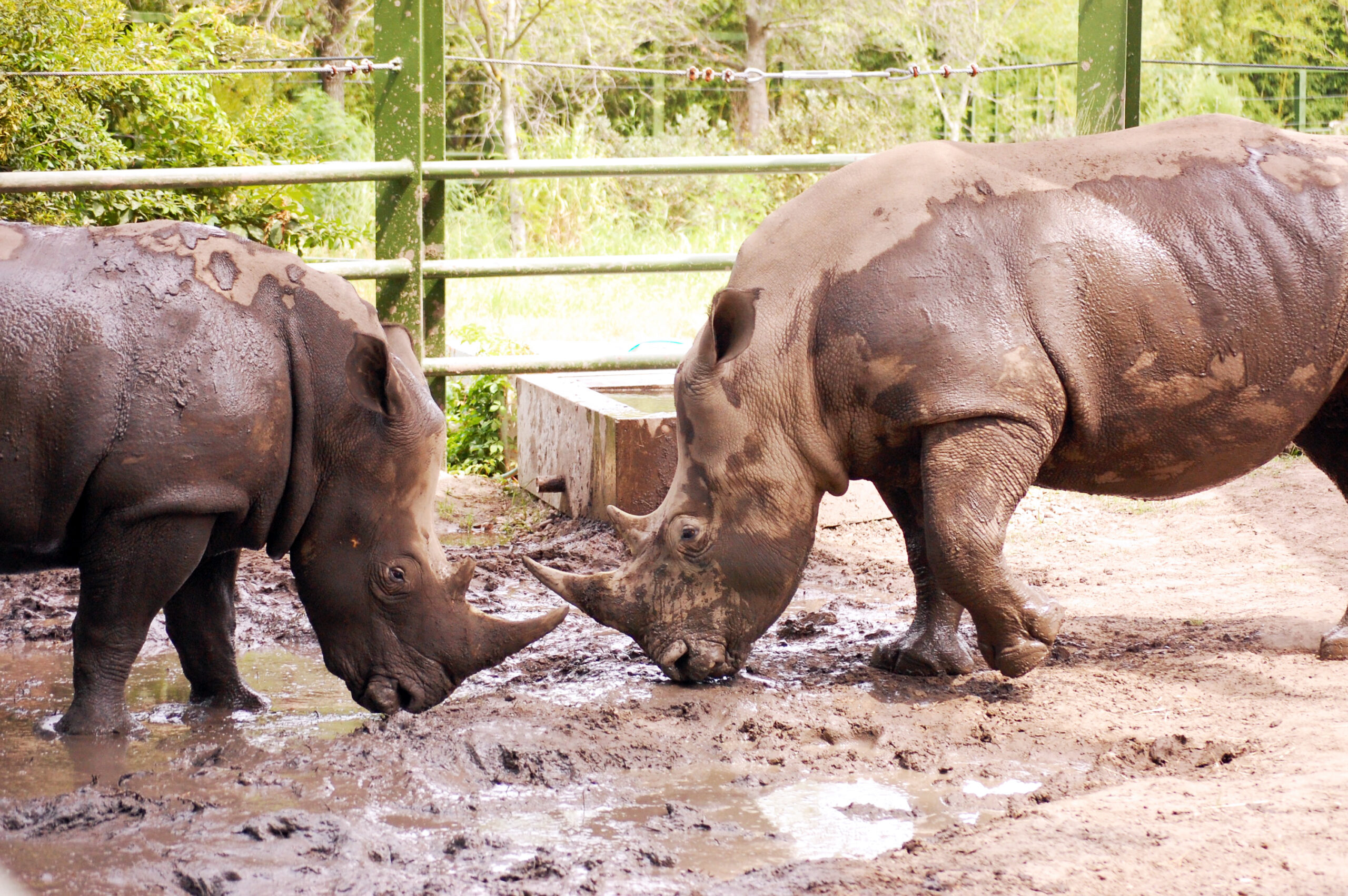 Visit the Virginia Zoo Animals Today!
