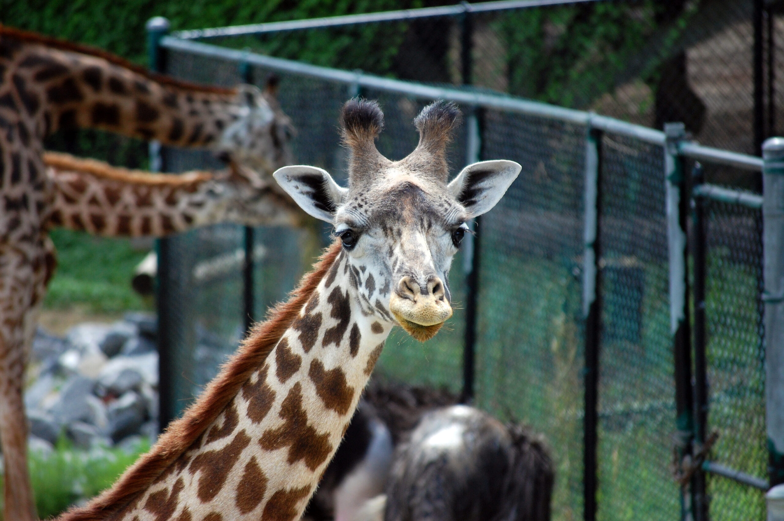 Visit the Virginia Zoo Animals Today!