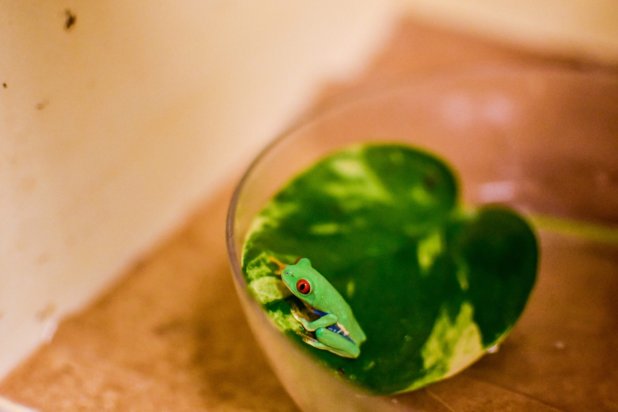 Visit the Virginia Zoo Animals Today!