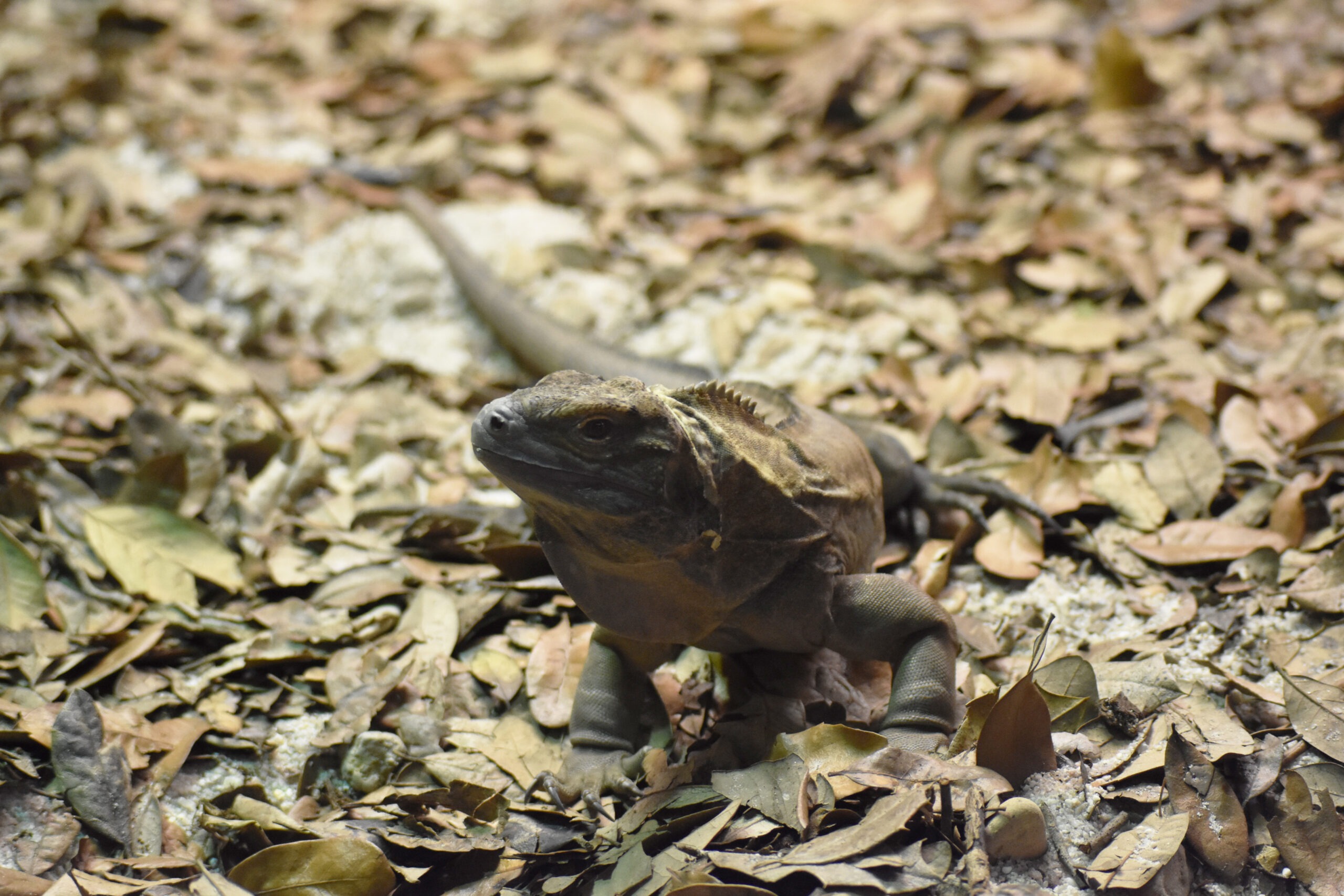 Visit the Virginia Zoo Animals Today!
