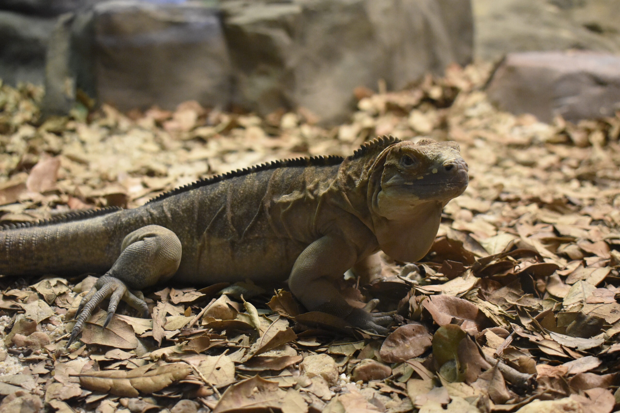 Visit the Virginia Zoo Animals Today!