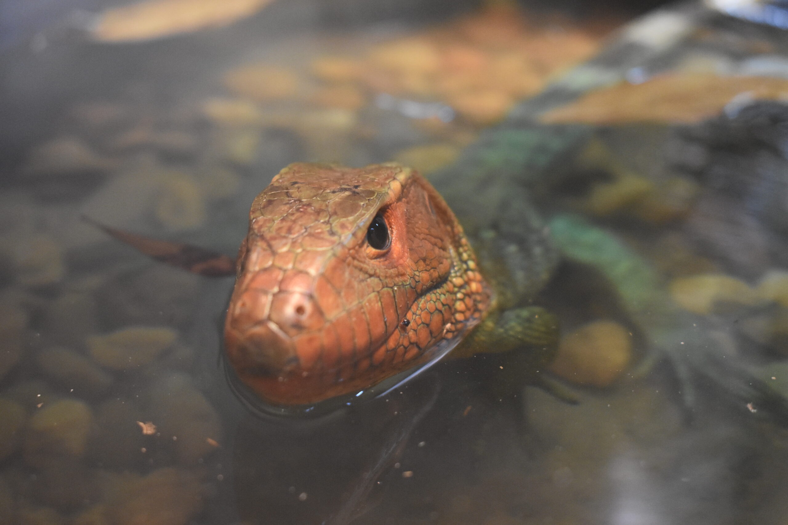 Visit the Virginia Zoo Animals Today!