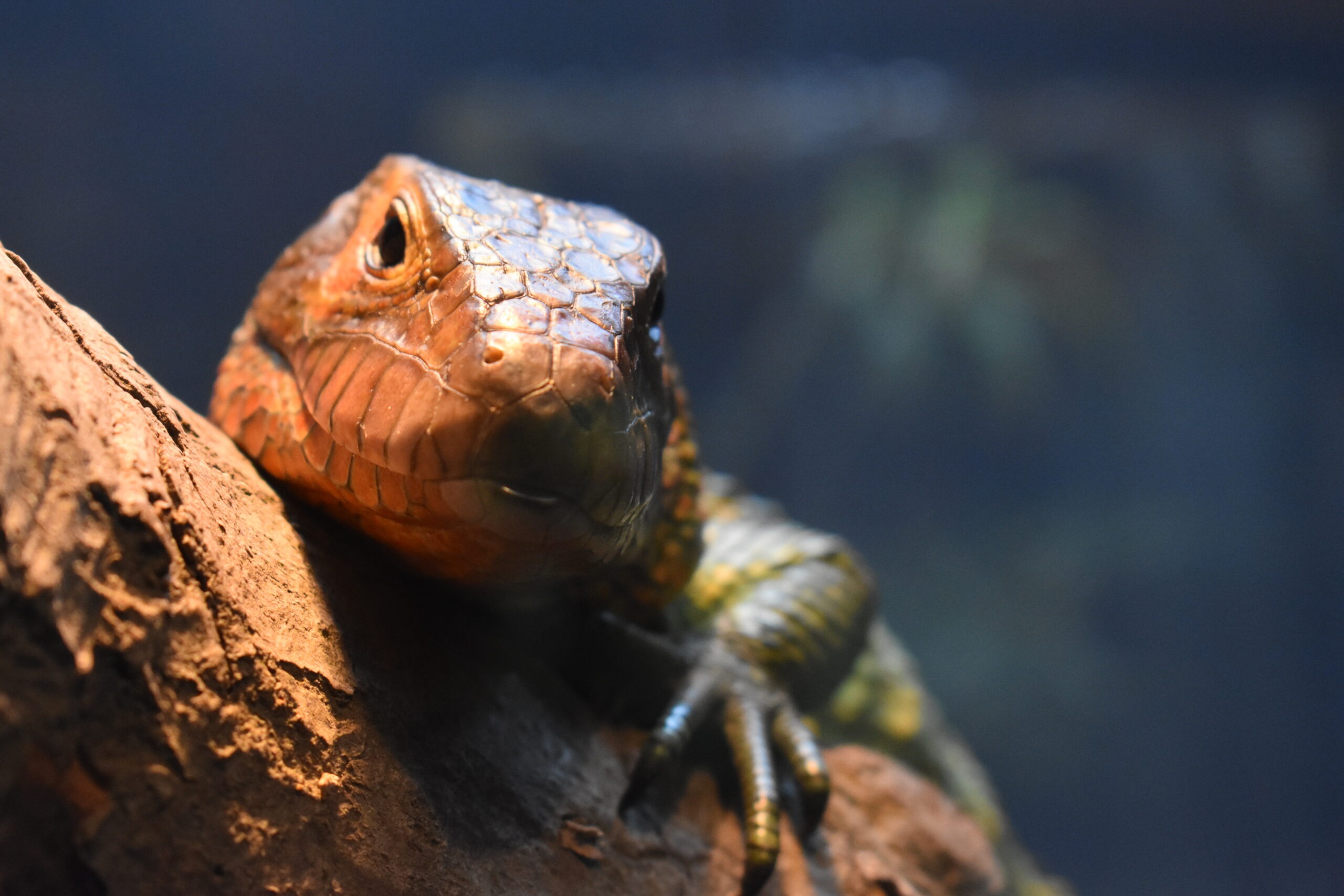 Visit the Virginia Zoo Animals Today!