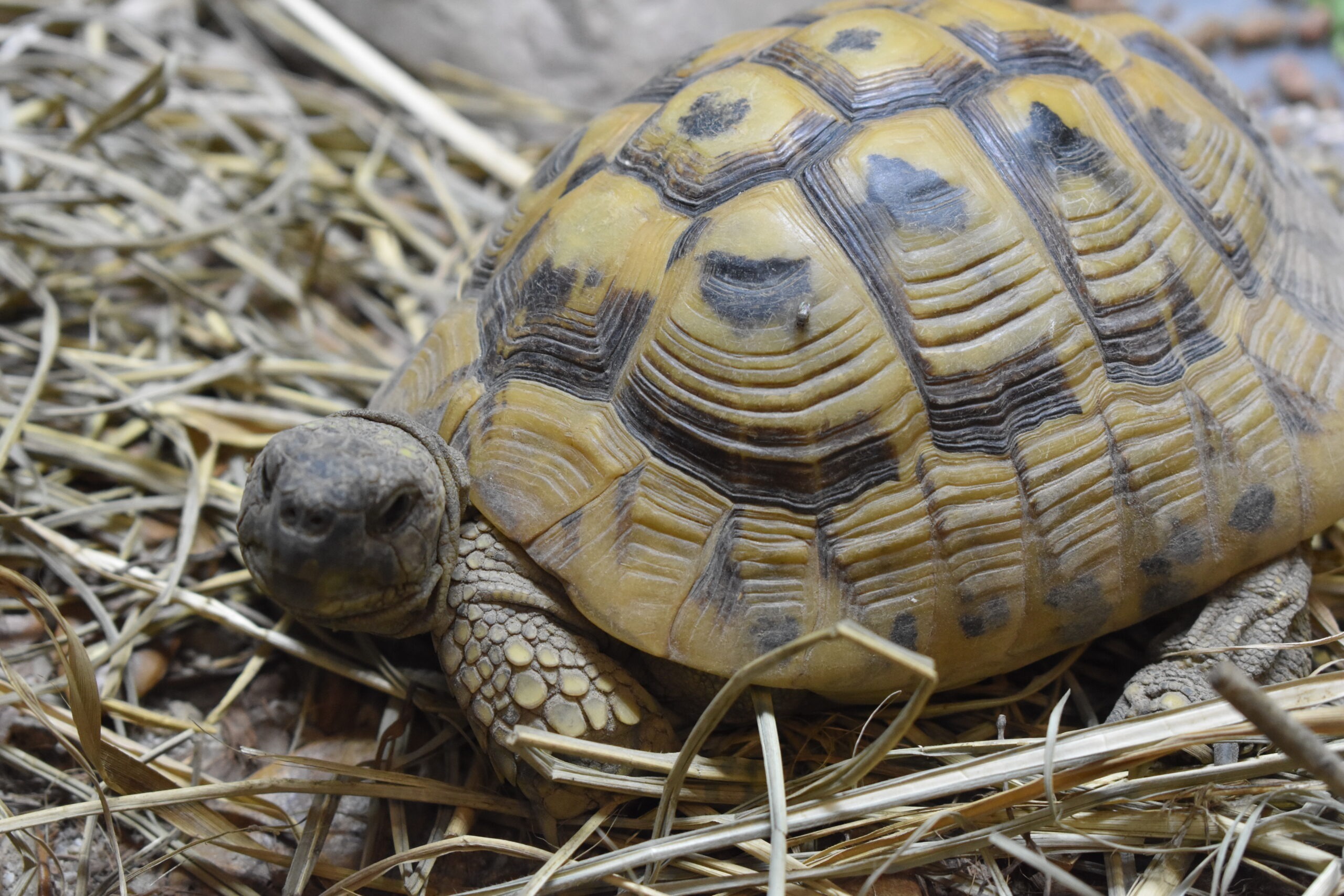 Visit the Virginia Zoo Animals Today!