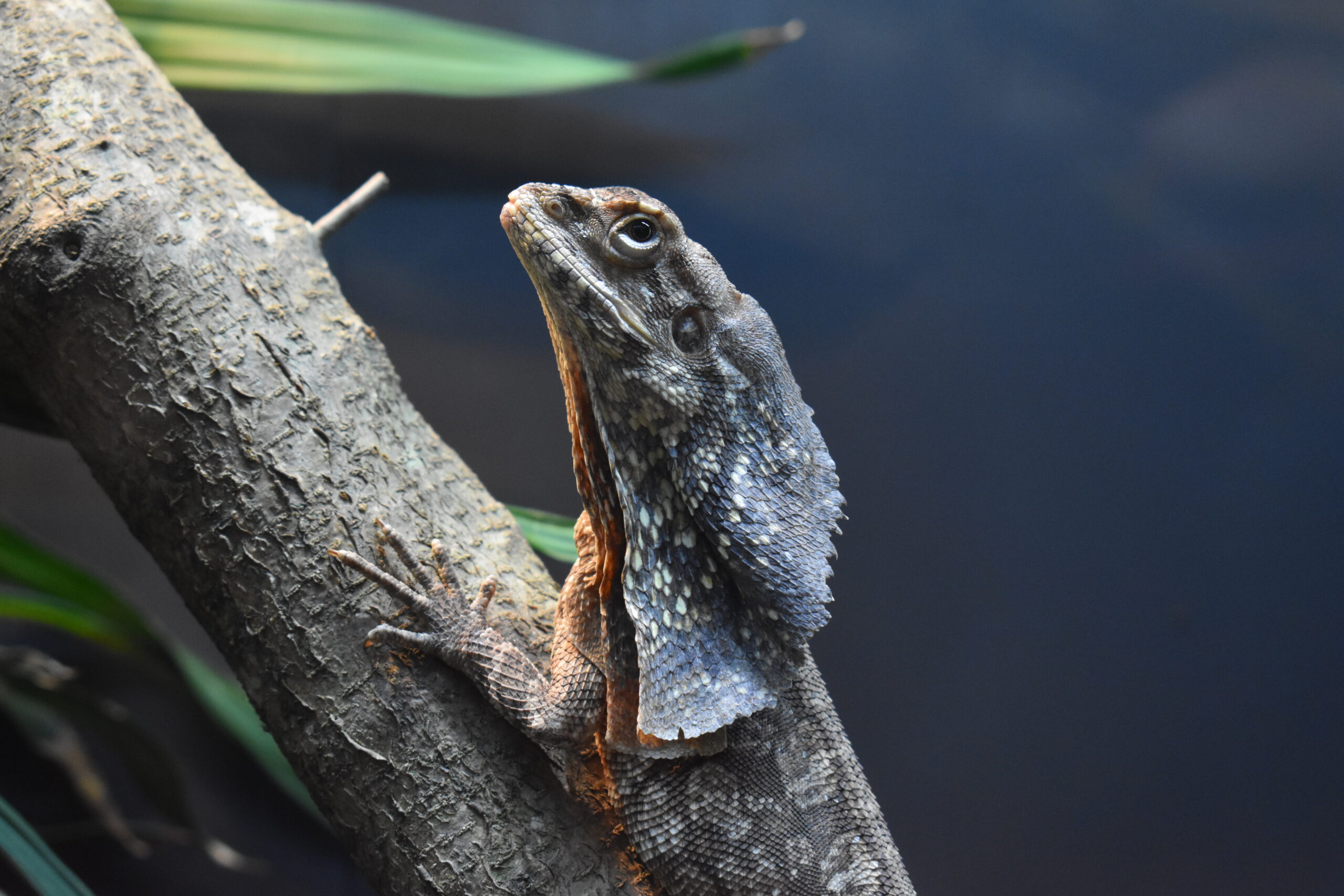 Frilled Dragon - Virginia Zoo