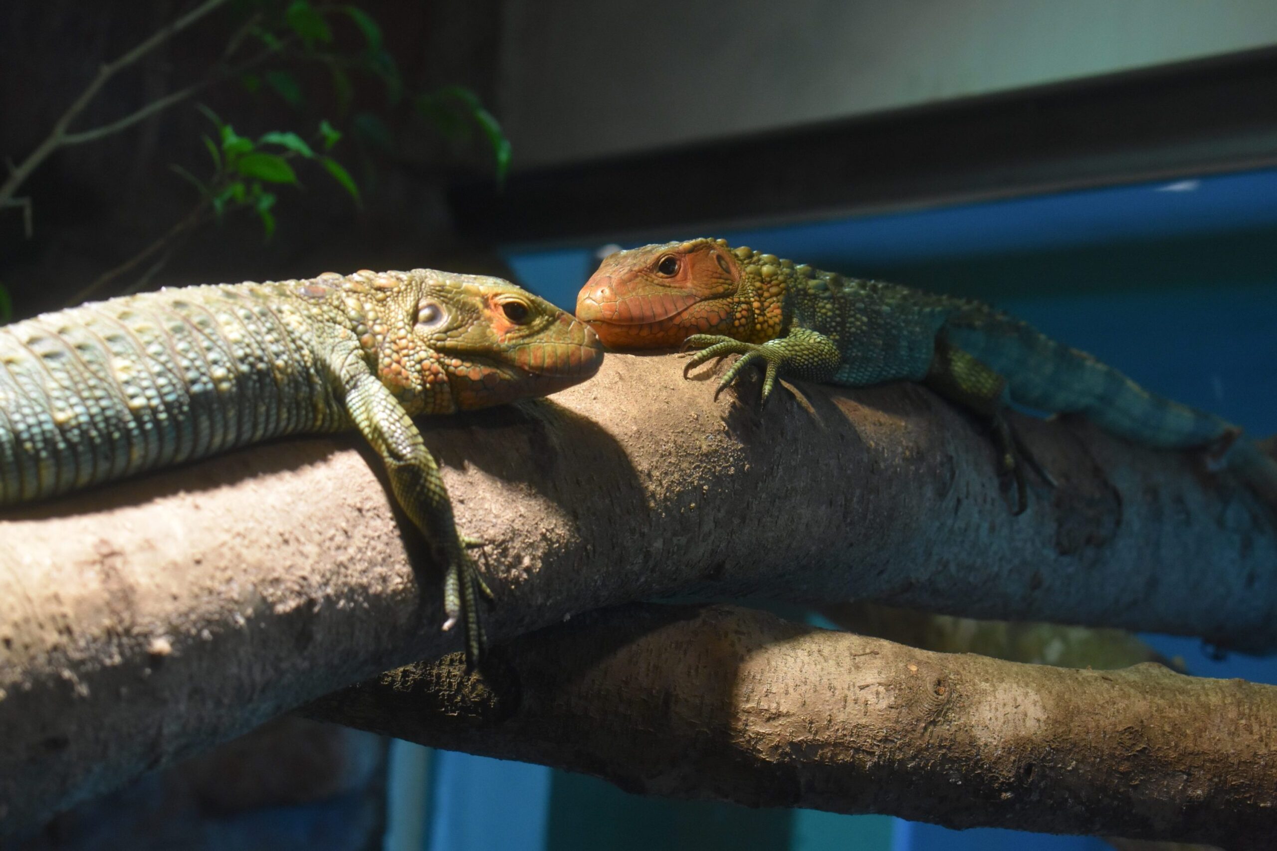 Visit the Virginia Zoo Animals Today!