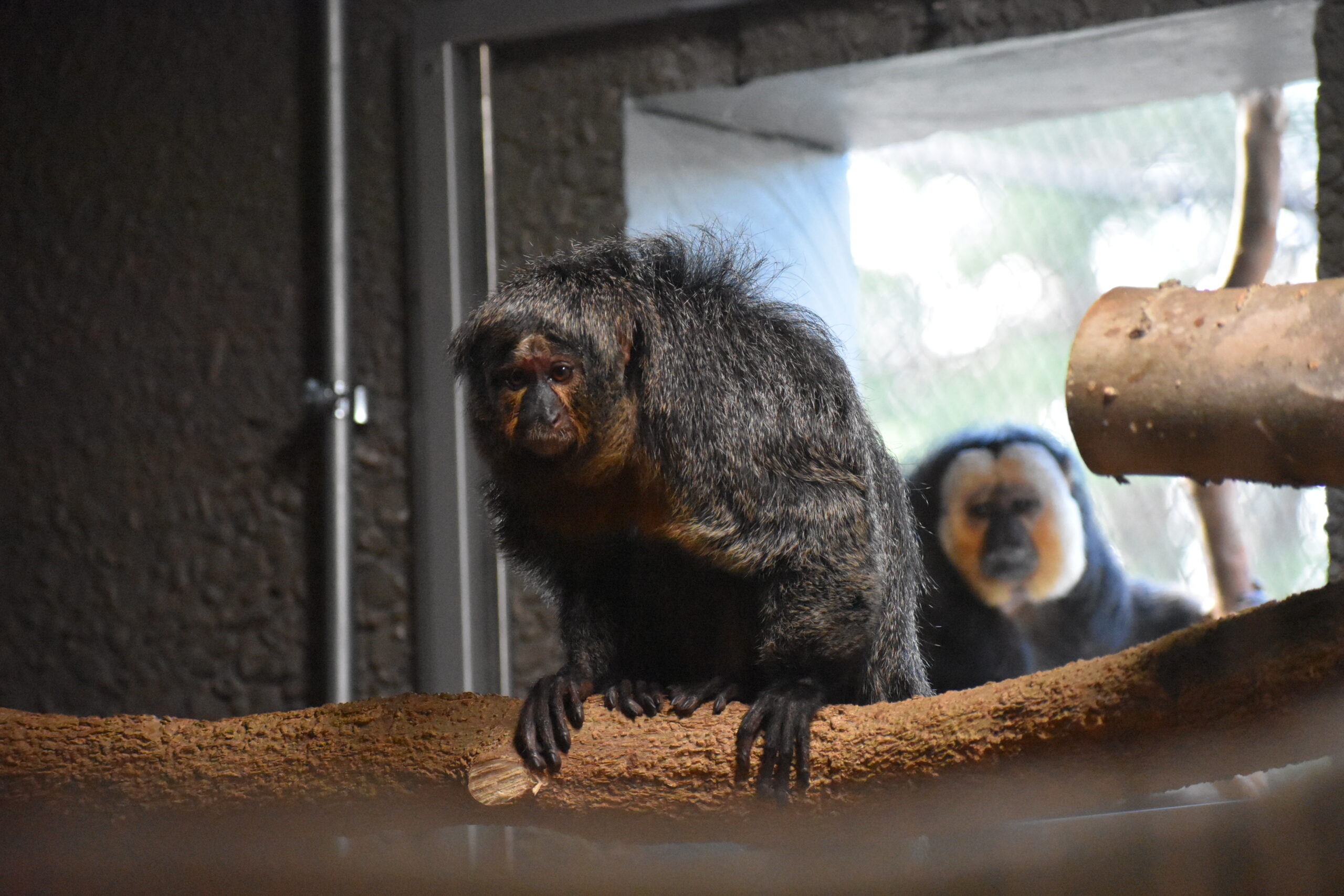 Visit the Virginia Zoo Animals Today!