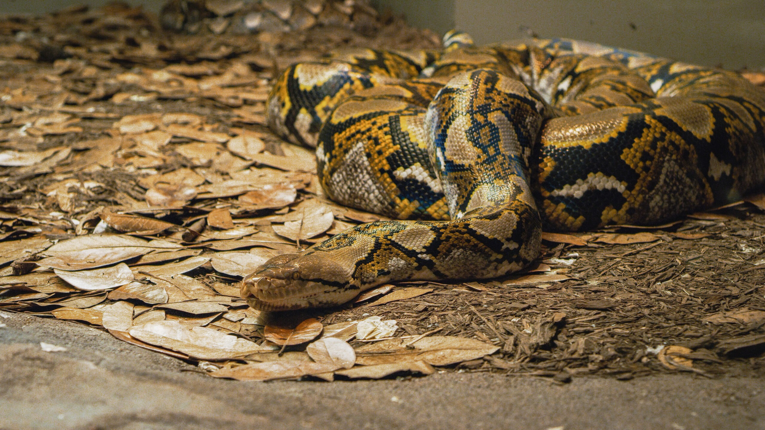 Visit the Virginia Zoo Animals Today!