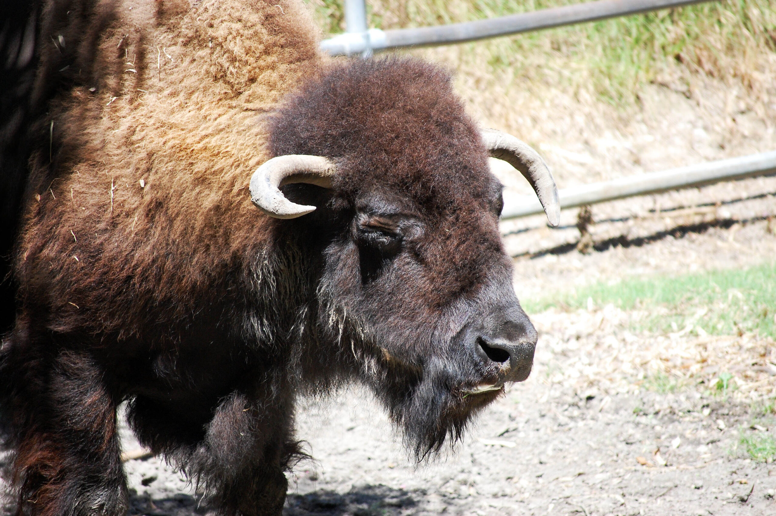 Visit the Virginia Zoo Animals Today!