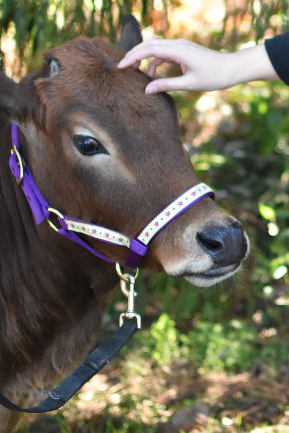 Visit the Virginia Zoo Animals Today!