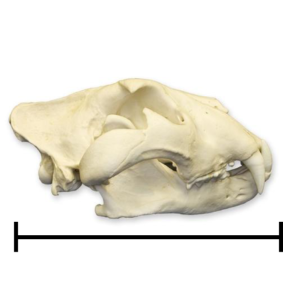 Visit the Virginia Zoo Animals Today!