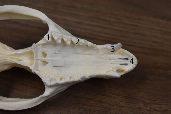 Visit the Virginia Zoo Animals Today!