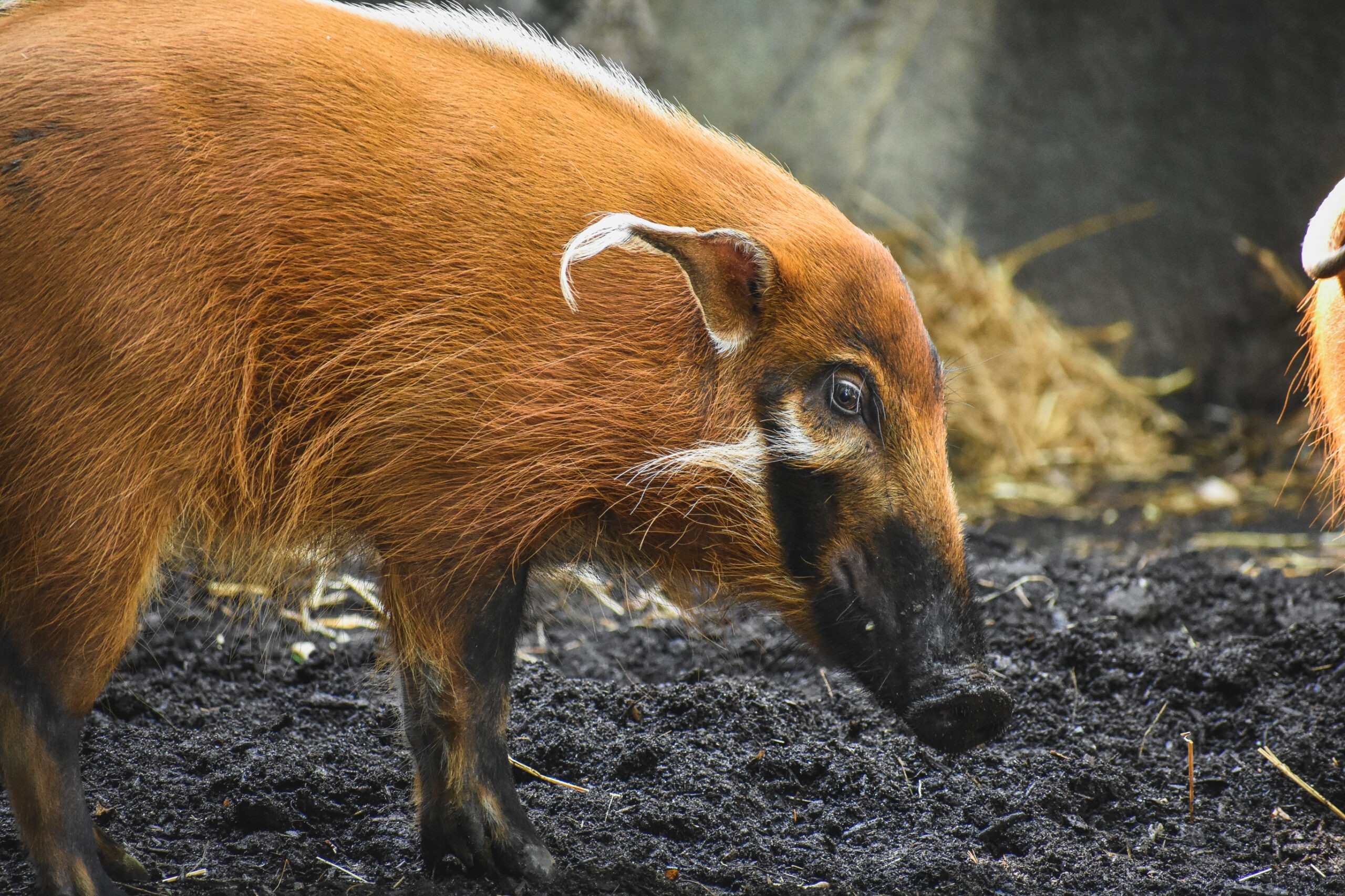 Visit the Virginia Zoo Animals Today!