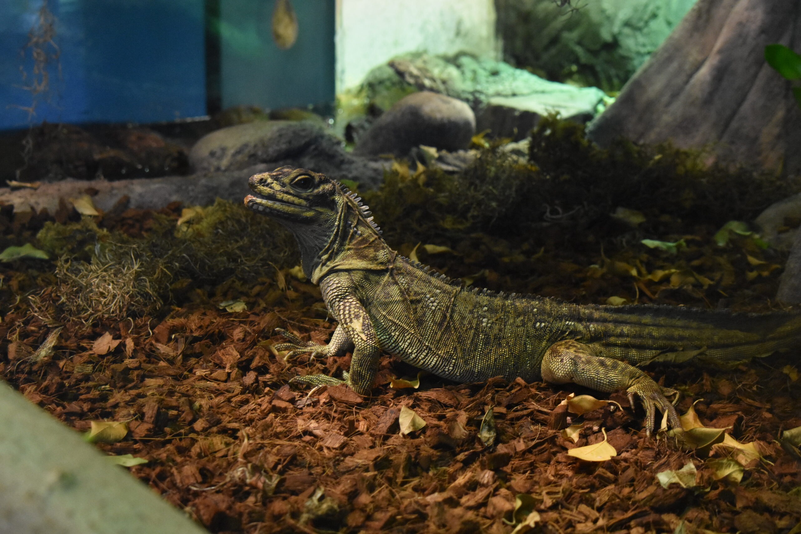 Visit the Virginia Zoo Animals Today!