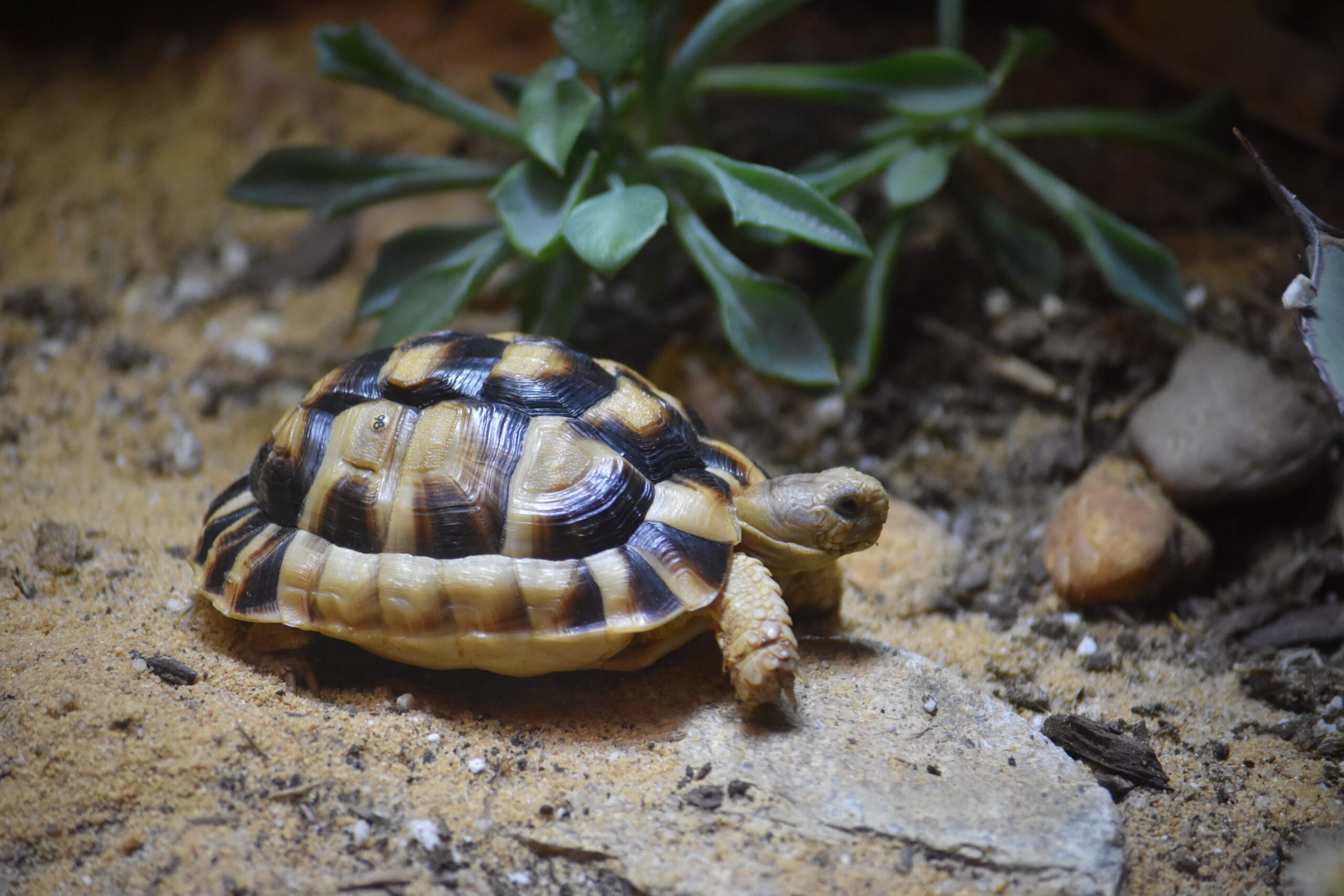 Visit the Virginia Zoo Animals Today!