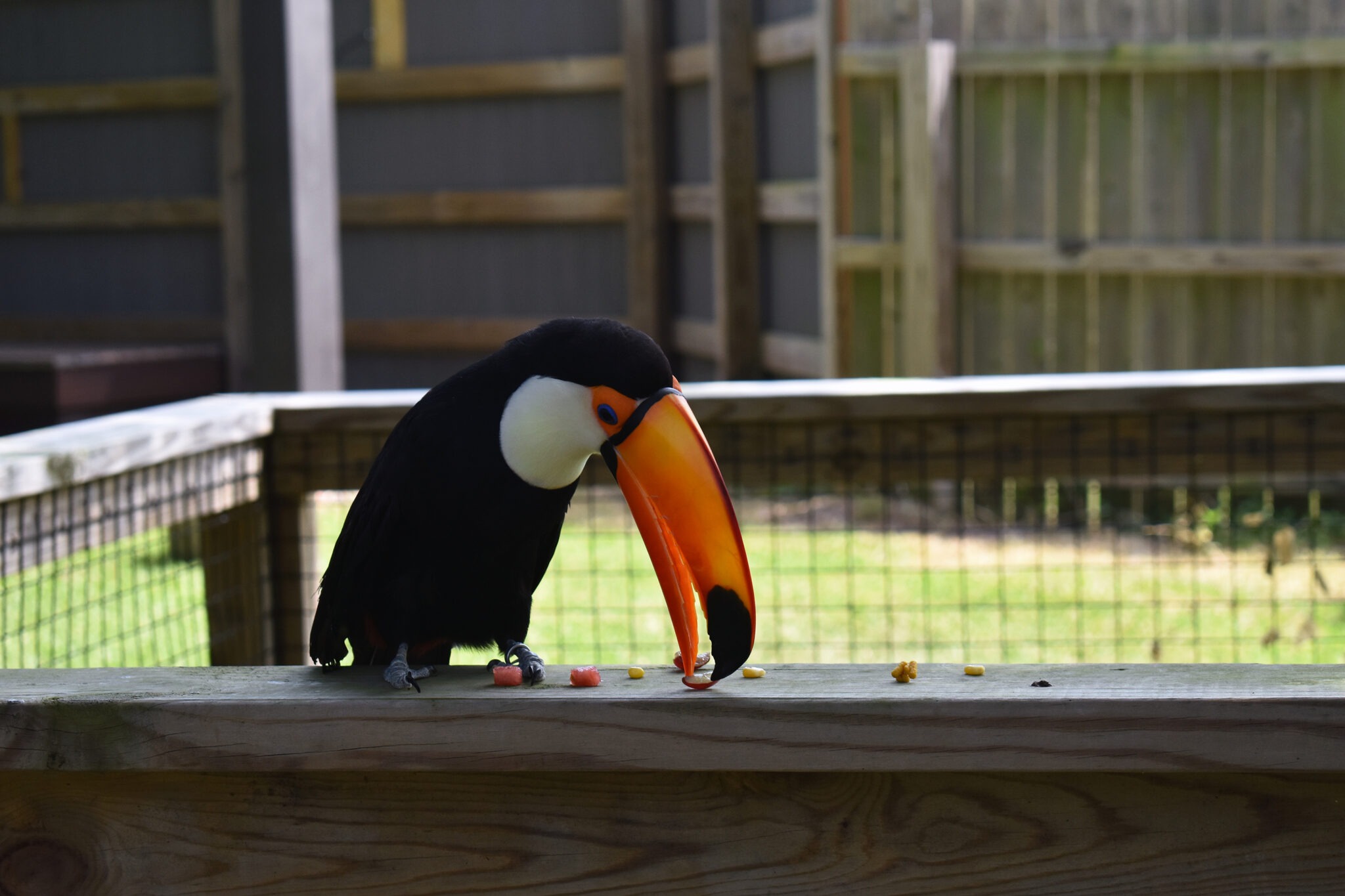 Visit the Virginia Zoo Animals Today!