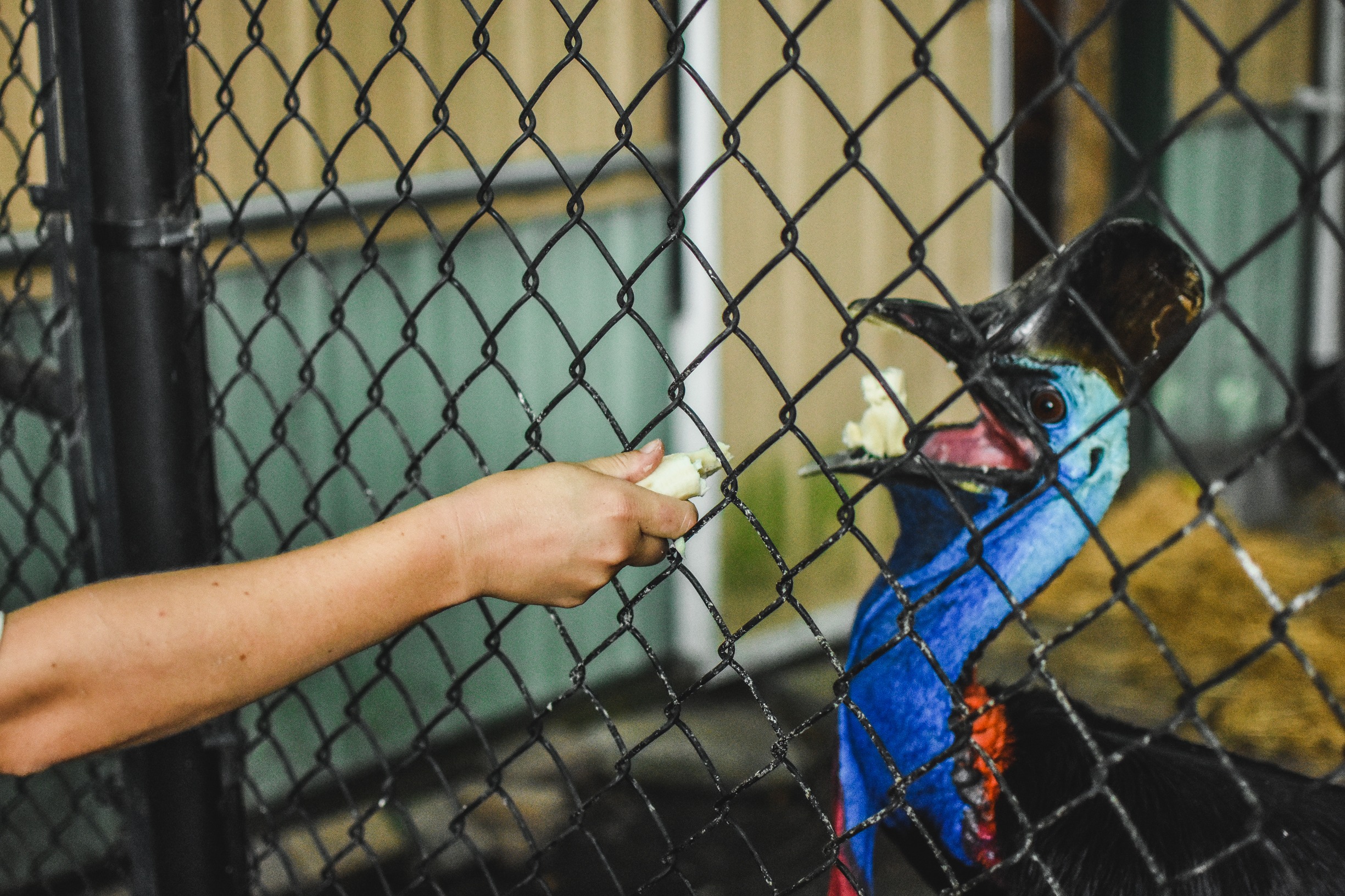 Visit the Virginia Zoo Animals Today!