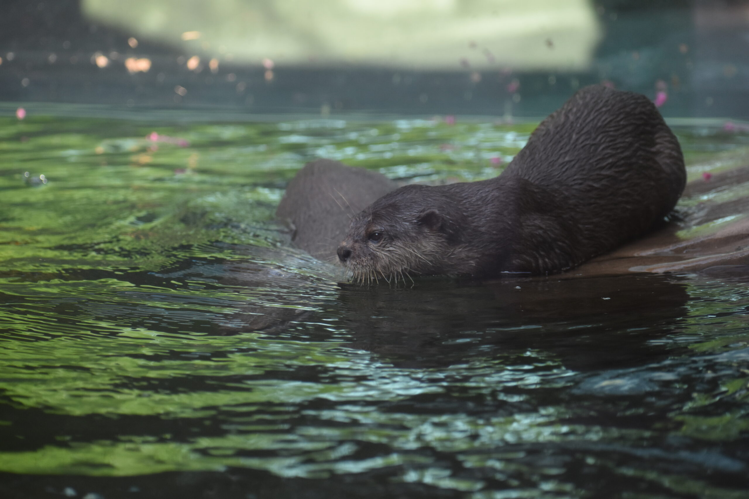 Visit the Virginia Zoo Animals Today!