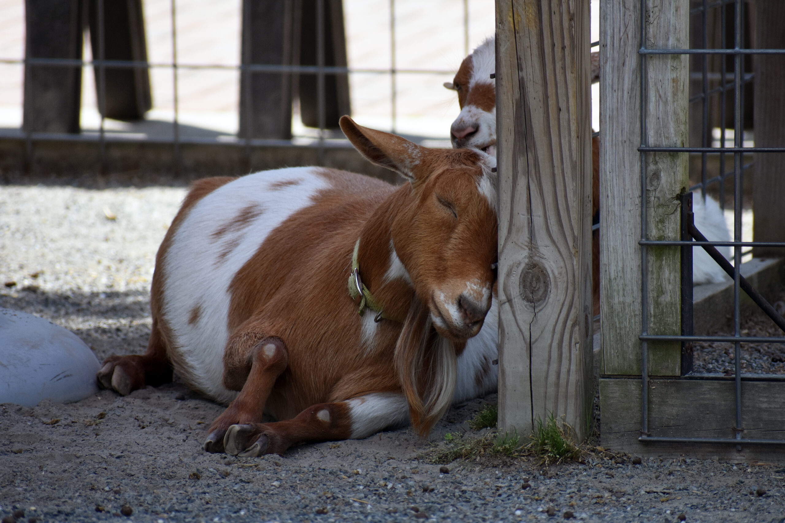 Visit the Virginia Zoo Animals Today!
