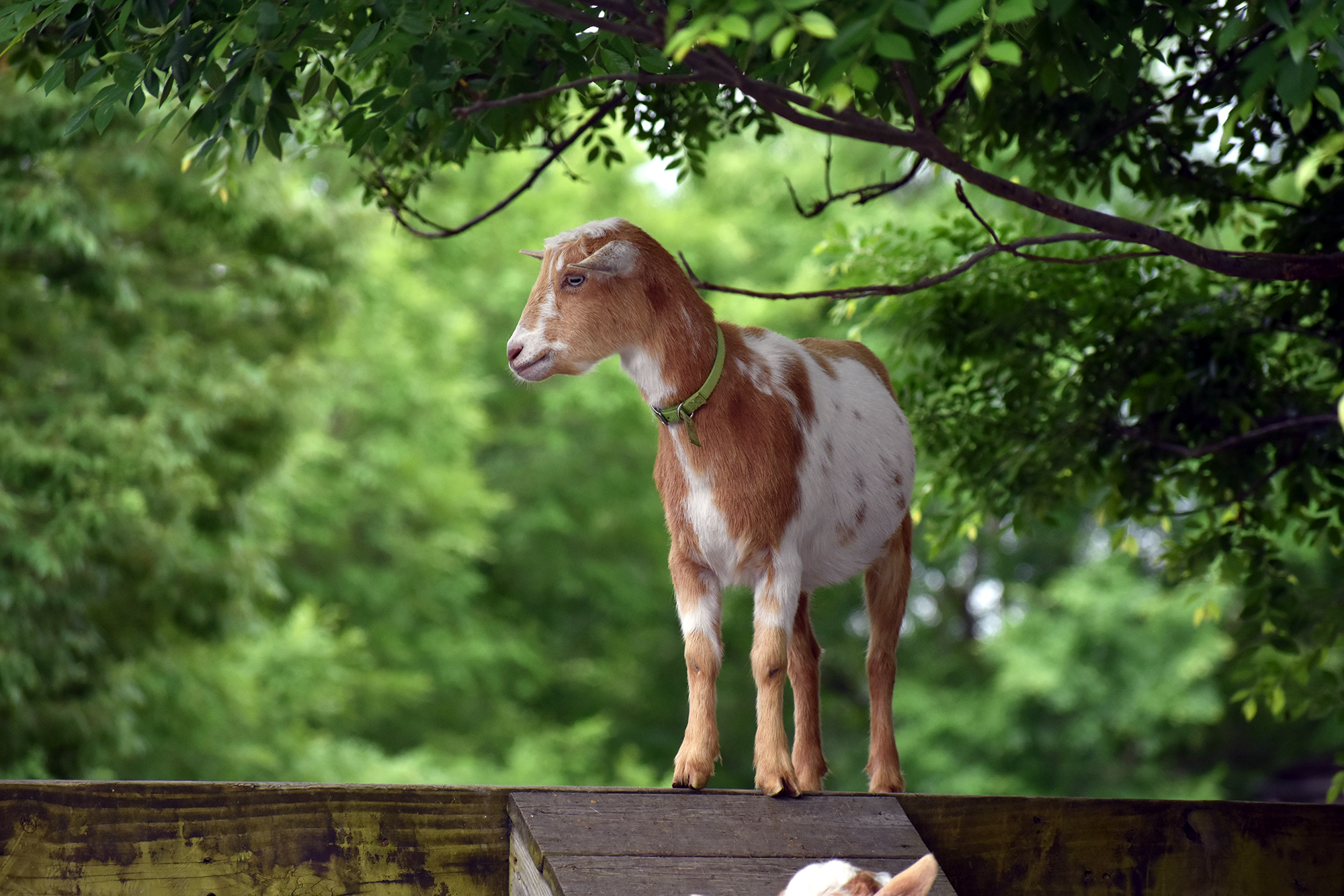 Visit the Virginia Zoo Animals Today!