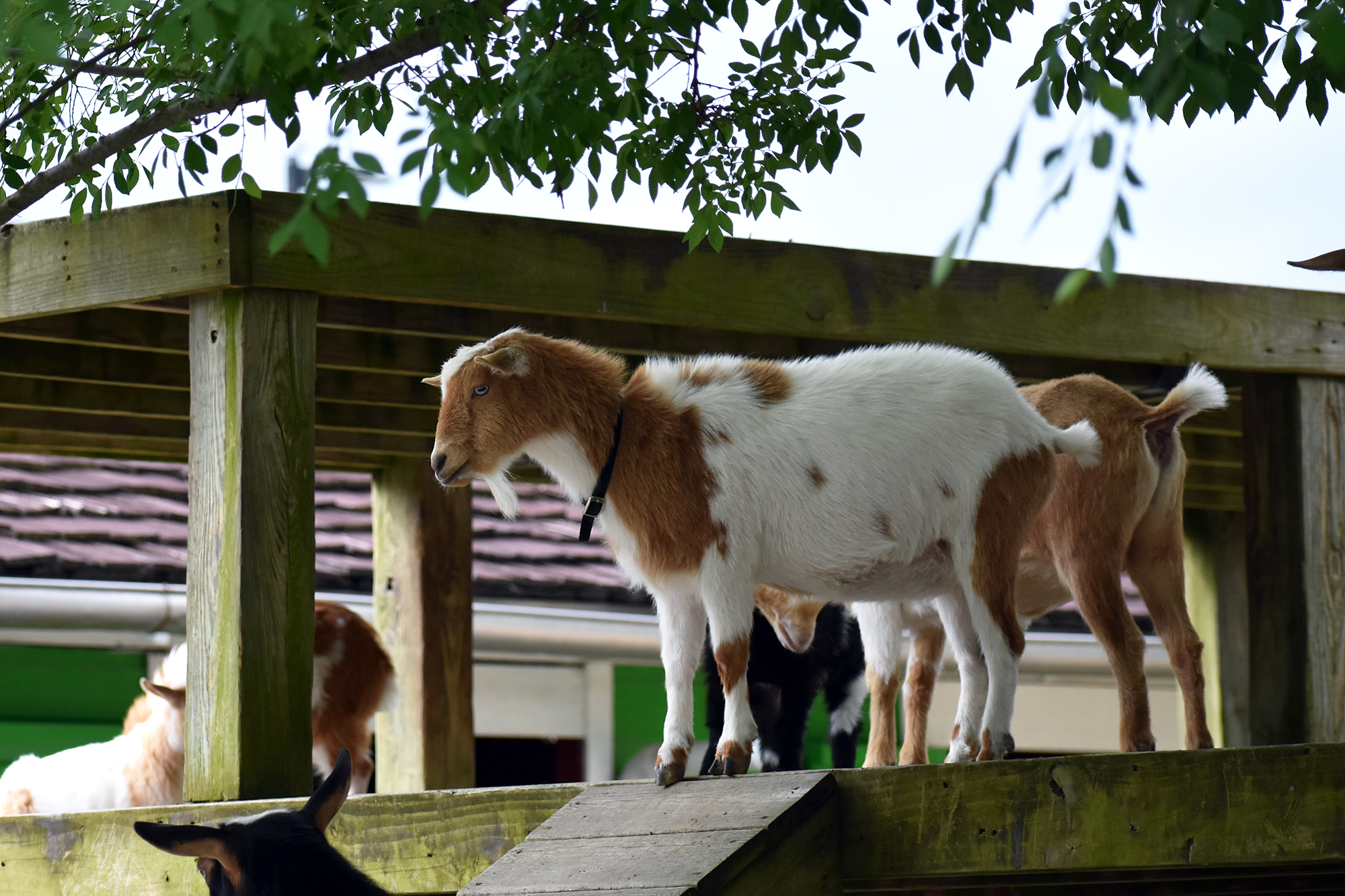 Visit the Virginia Zoo Animals Today!