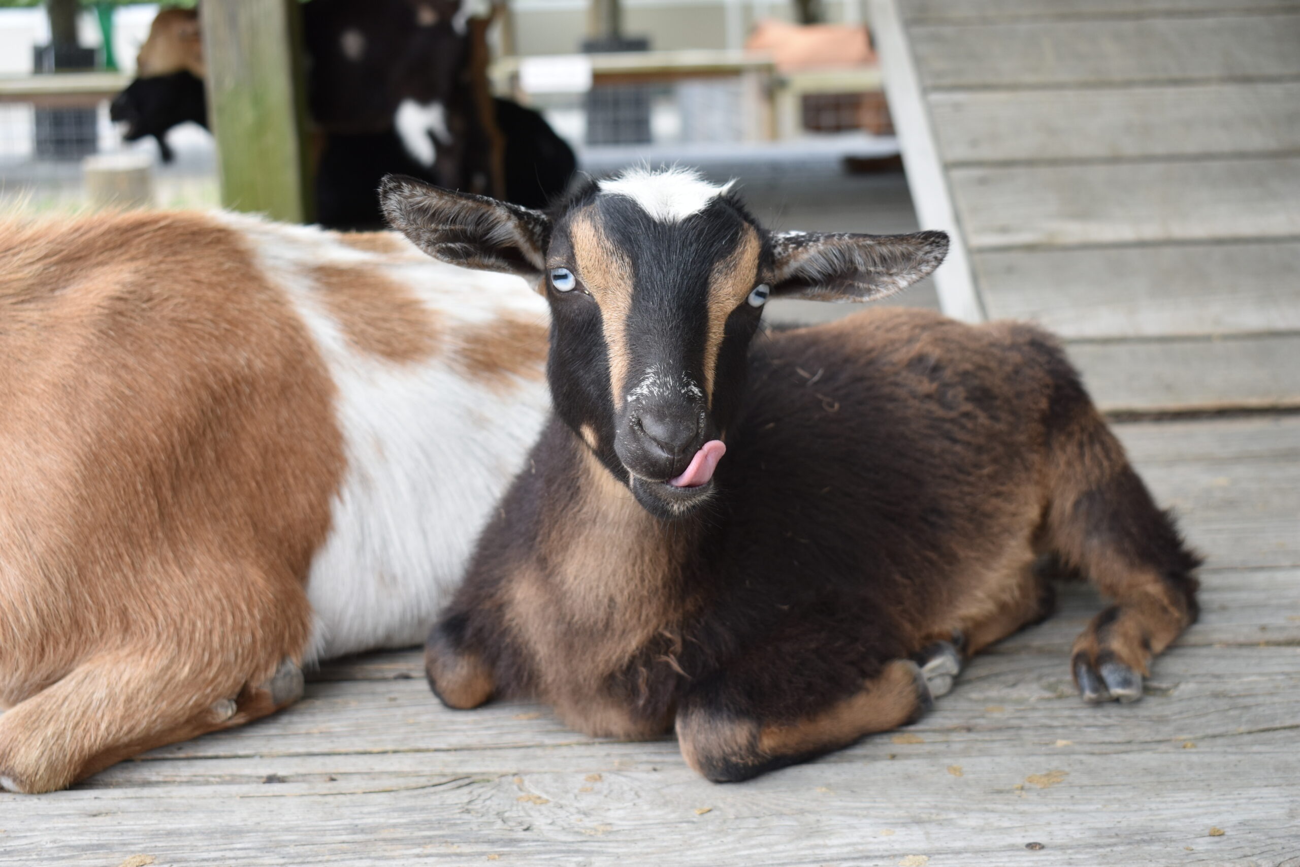 Visit the Virginia Zoo Animals Today!