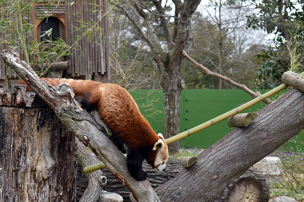Visit the Virginia Zoo Animals Today!