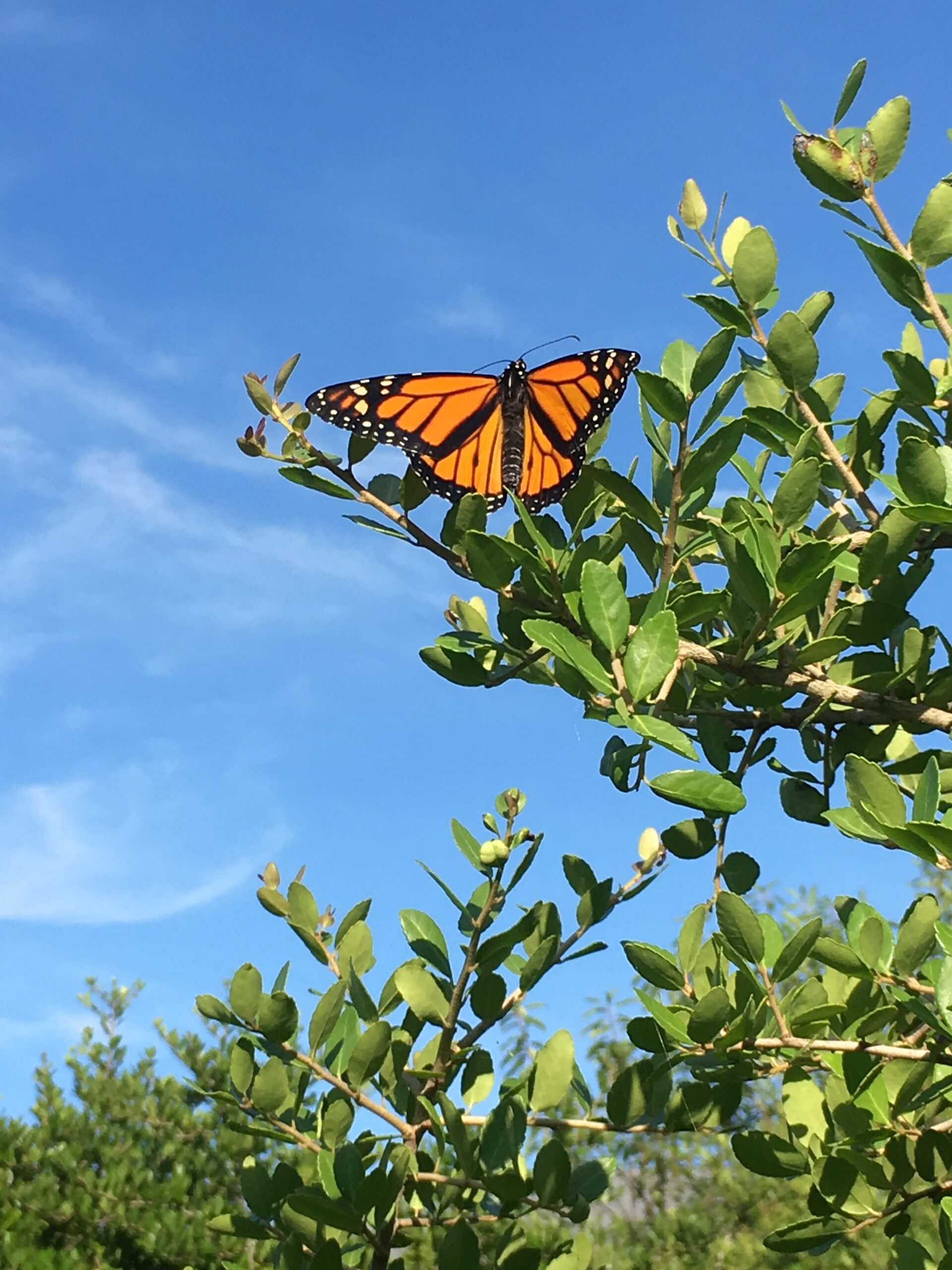 Visit the Virginia Zoo Animals Today!