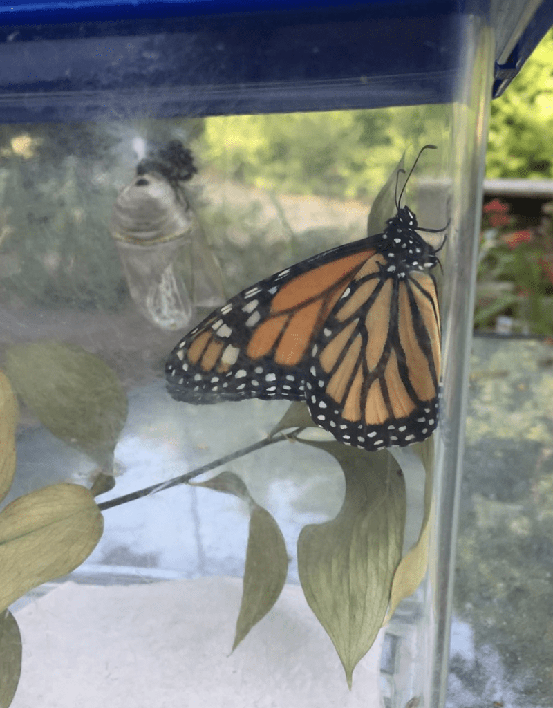 Visit the Virginia Zoo Animals Today!