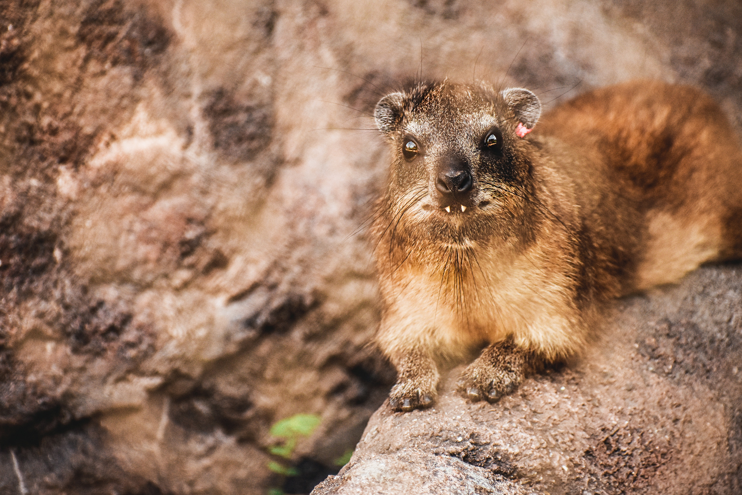 Visit the Virginia Zoo Animals Today!