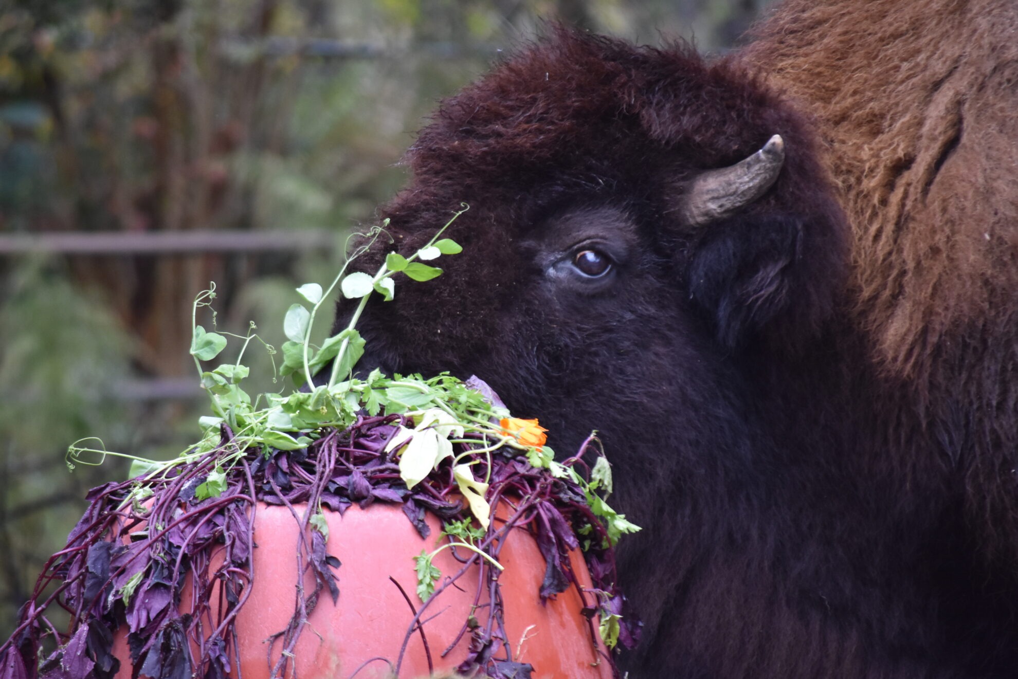 Visit the Virginia Zoo Animals Today!