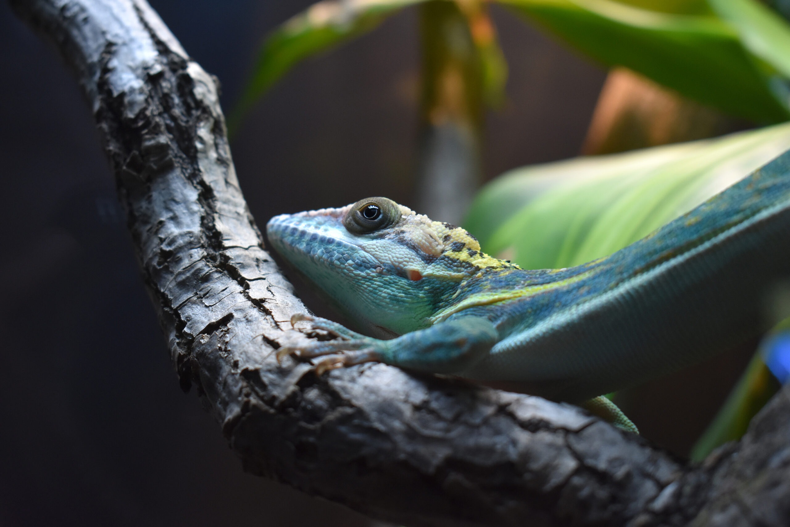 Visit the Virginia Zoo Animals Today!