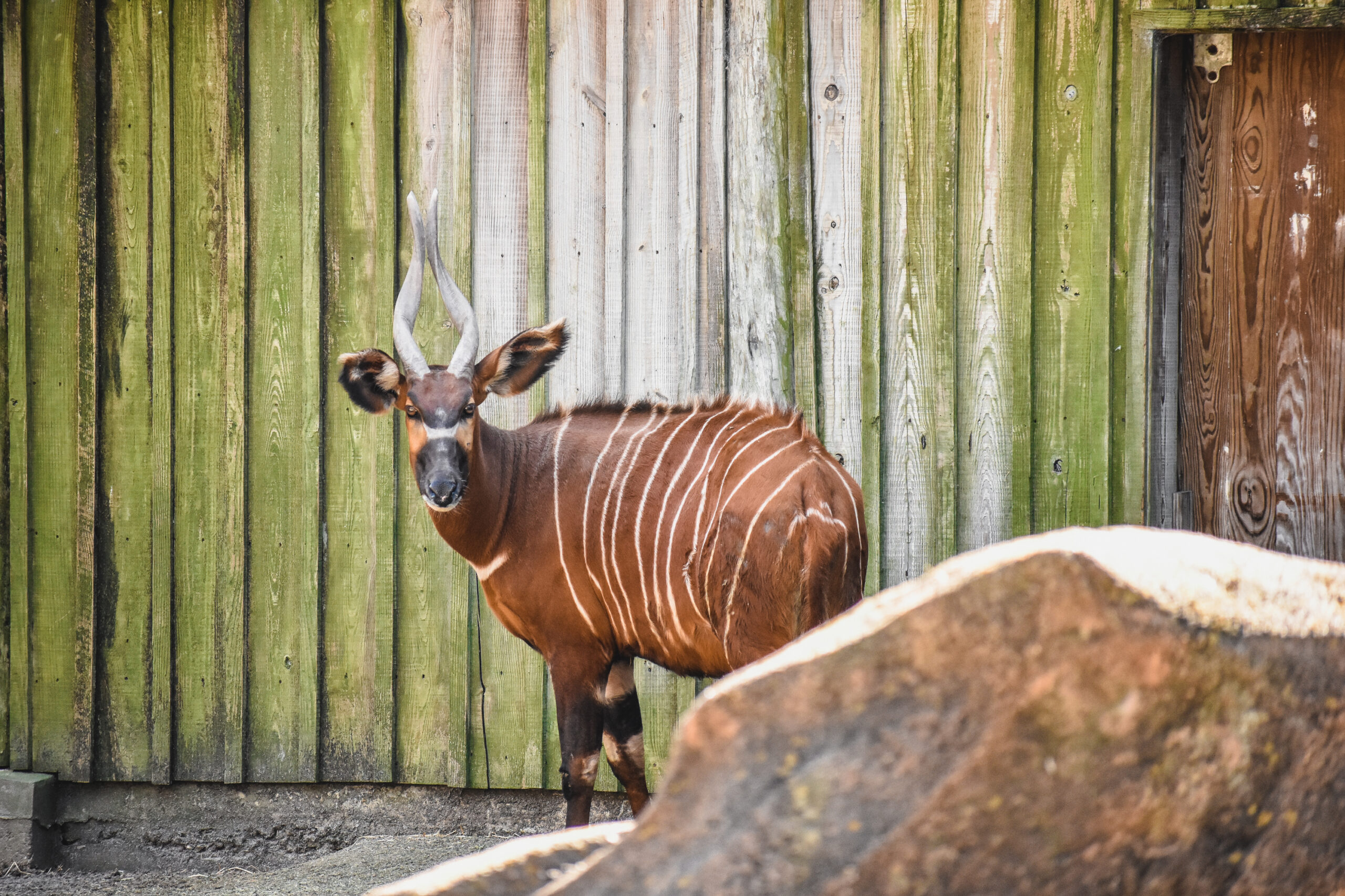 Visit the Virginia Zoo Animals Today!