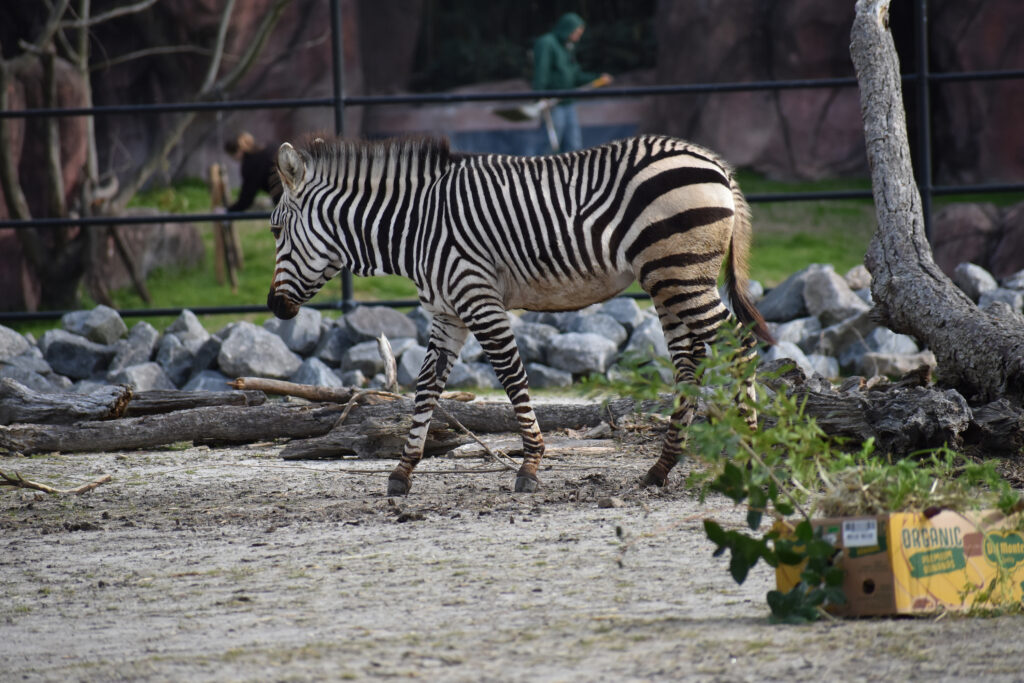 Visit the Virginia Zoo Animals Today!