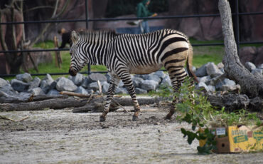 Blog - Page 8 of 64 - Virginia Zoo in Norfolk