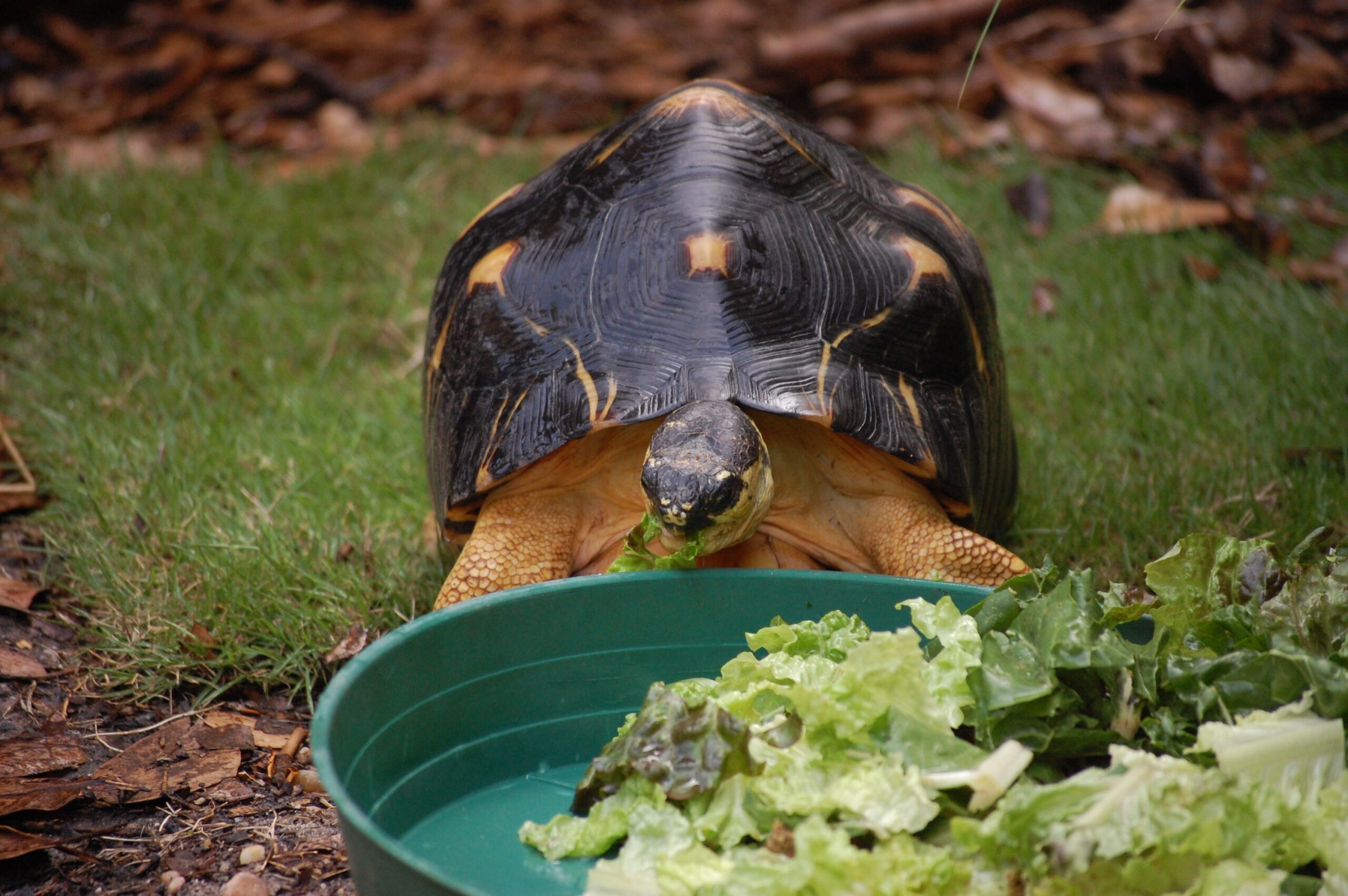 Check Out These Rad Tortoises - Virginia Zoo