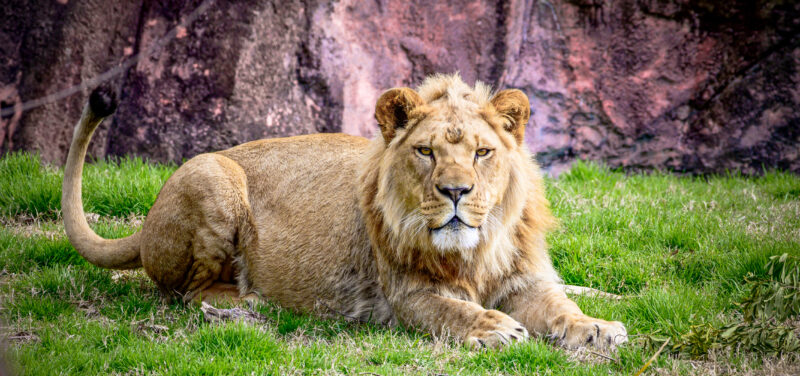 Things to Do in Norfolk: The Virginia Zoo