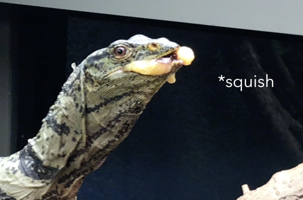 A Fig Meal for a Big Lizard - Virginia Zoo